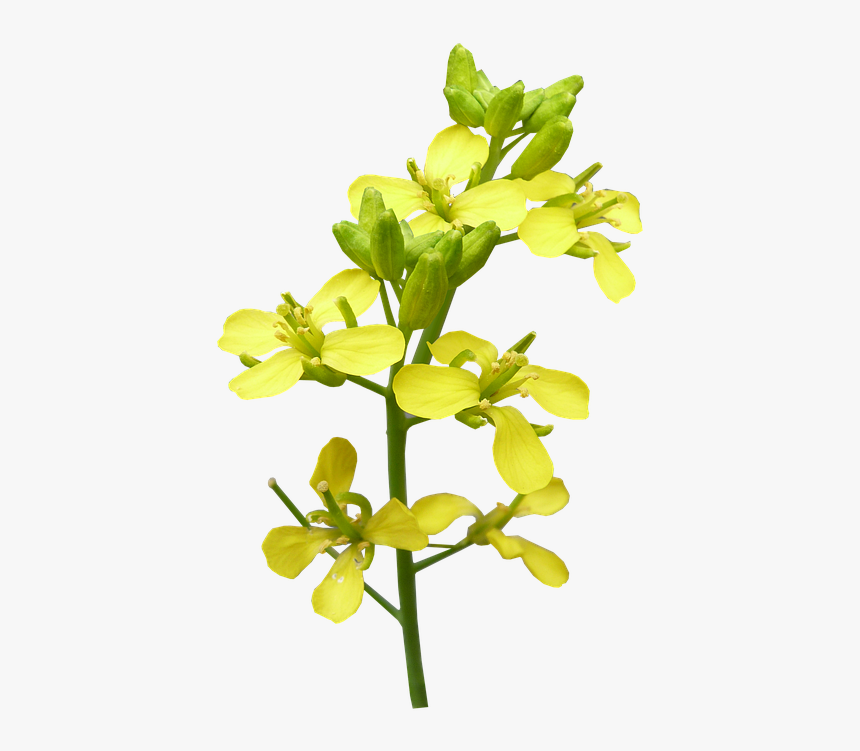 Flower, Mustard, Plant, Bloom - Mustard Flower Png, Transparent Png ...