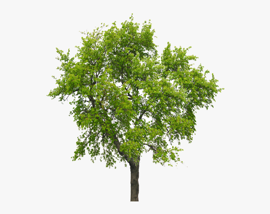 Transparent Big Tree Png - Silver Birch Tree No Background, Png ...