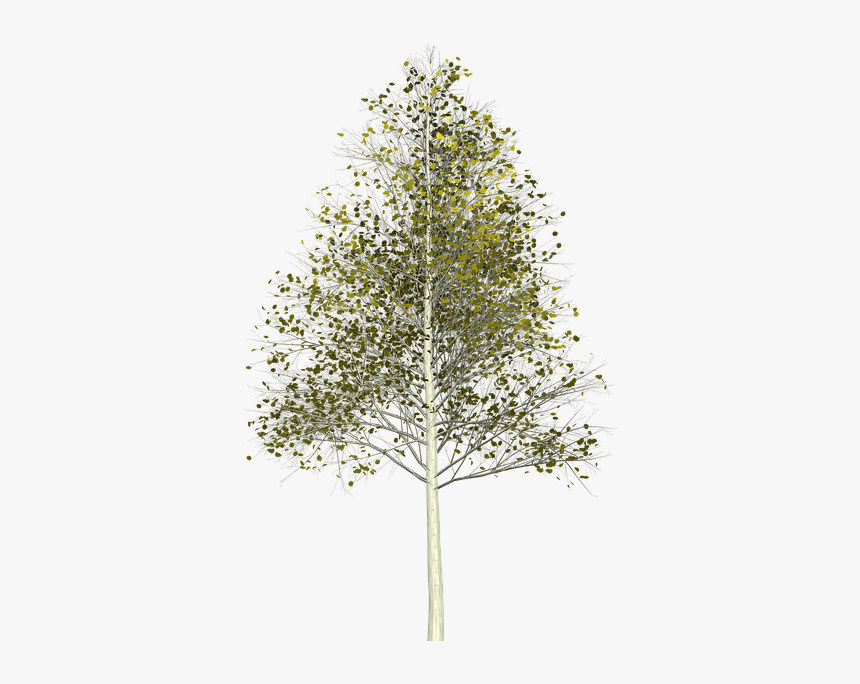 Silver Birch Tree Png, Transparent Png , Transparent Png Image - PNGitem