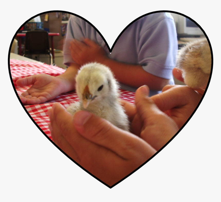 Transparent Baby Chick Png - Chicken, Png Download , Transparent Png ...