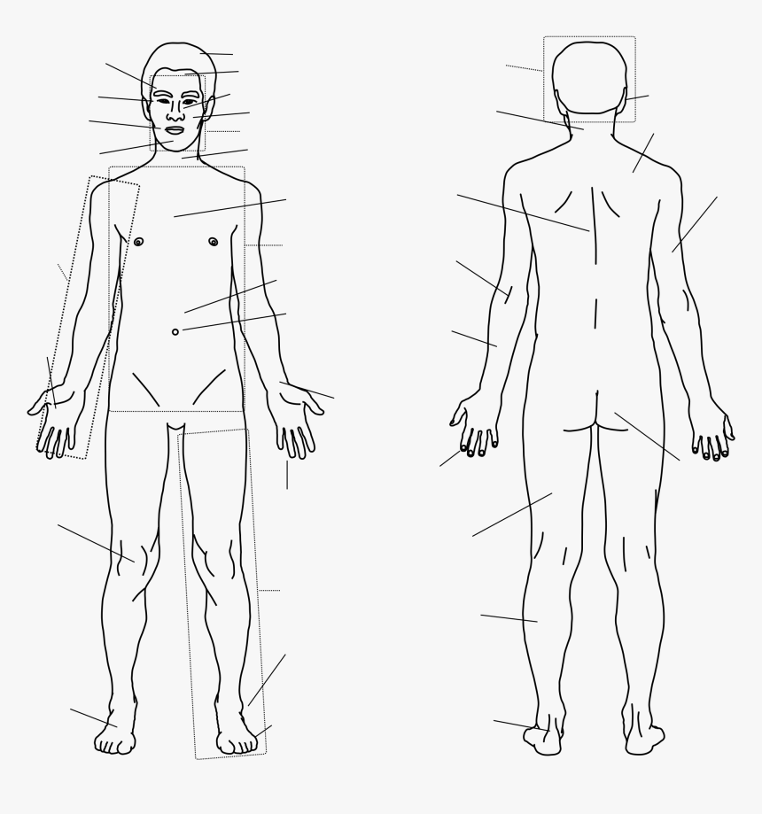 Transparent Human Figure Png - Transparent Body Sketch, Png Download ...