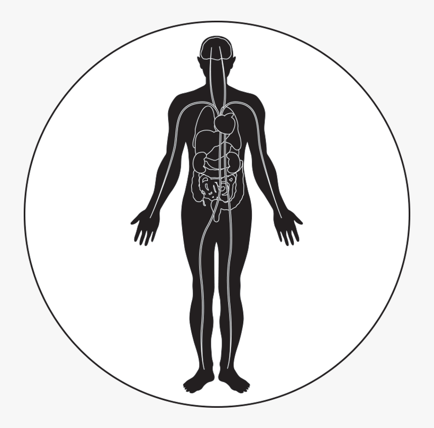 Muscle Icon Png - Exercise Enhances Immune System, Transparent Png ...
