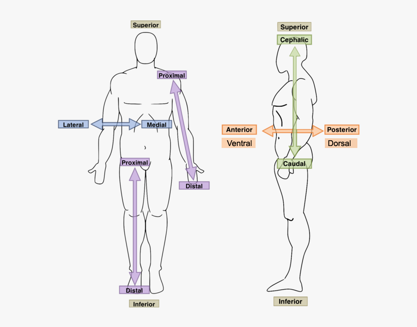 Anatomy Directional Terms, HD Png Download , Transparent Png Image ...