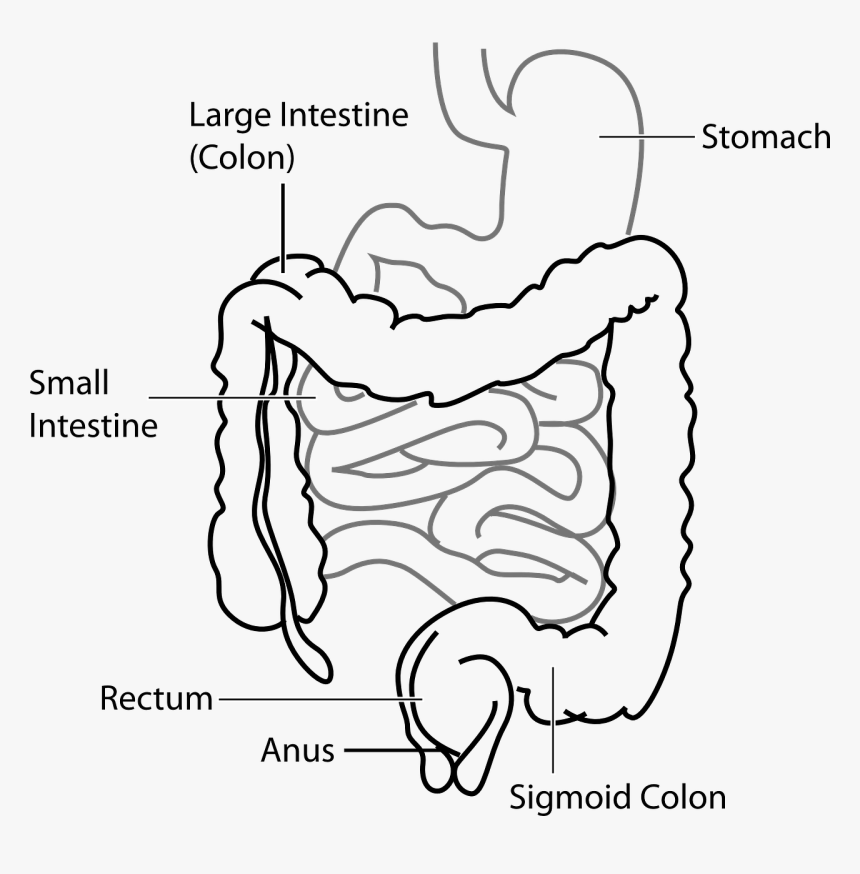 Large Intestine And Small Intestine Diagram, HD Png Download ...
