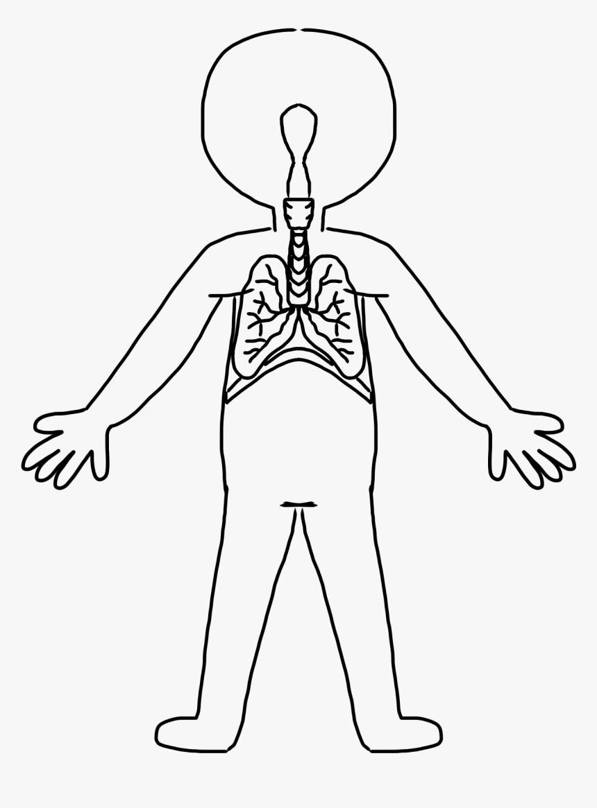 Human Body Clipart Cartoon Human Body System Drawing HD Png Download