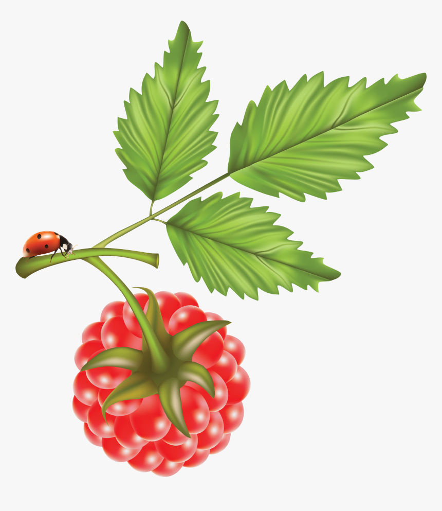 Transparent Raspberries Clipart - Raspberry Illustration Free, HD Png ...