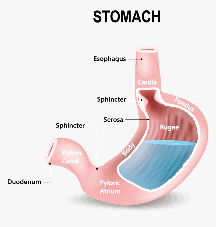 Stomach Illustration