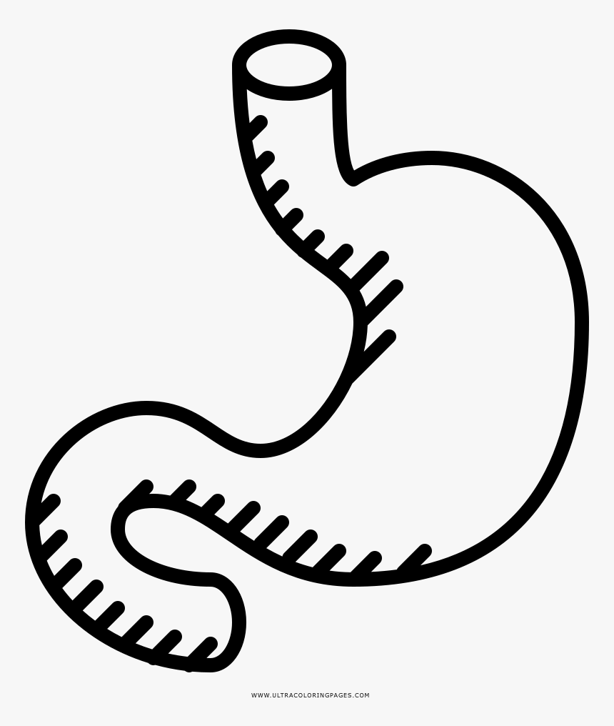 Stomach Coloring Page - Colouring Image Of Stomach, HD Png Download ...
