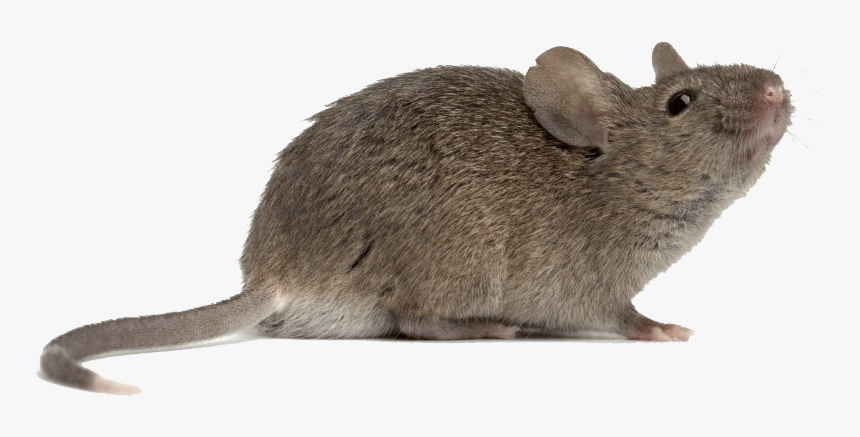 Types Of Mouse Uk, HD Png Download , Transparent Png Image - PNGitem