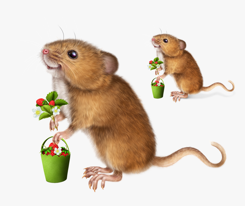 Transparent Mouse Animal Png - Punxsutawney Phil, Png Download ...