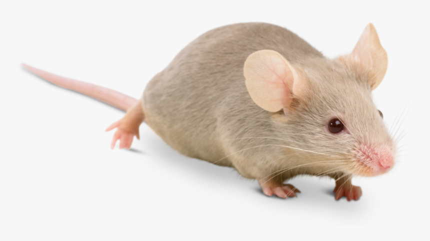 Mice Transparent, HD Png Download , Transparent Png Image - PNGitem