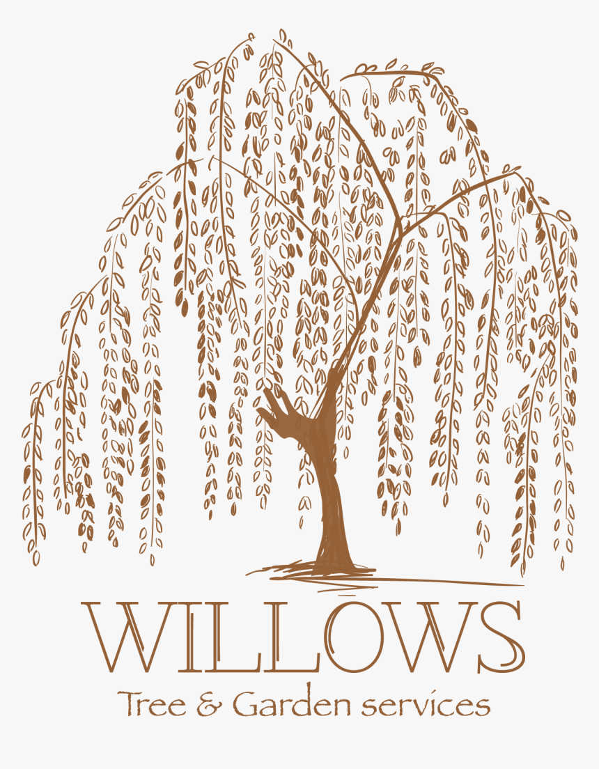 Transparent Willow Tree Png - Weeping Willow Tree Logo, Png Download ...