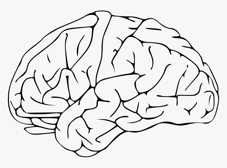 Big Image Png - Brain Clip Art, Transparent Png , Transparent Png Image ...