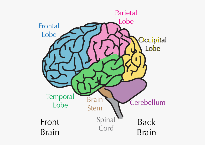 Parts Of The Brain Transparent, HD Png Download , Transparent Png Image ...