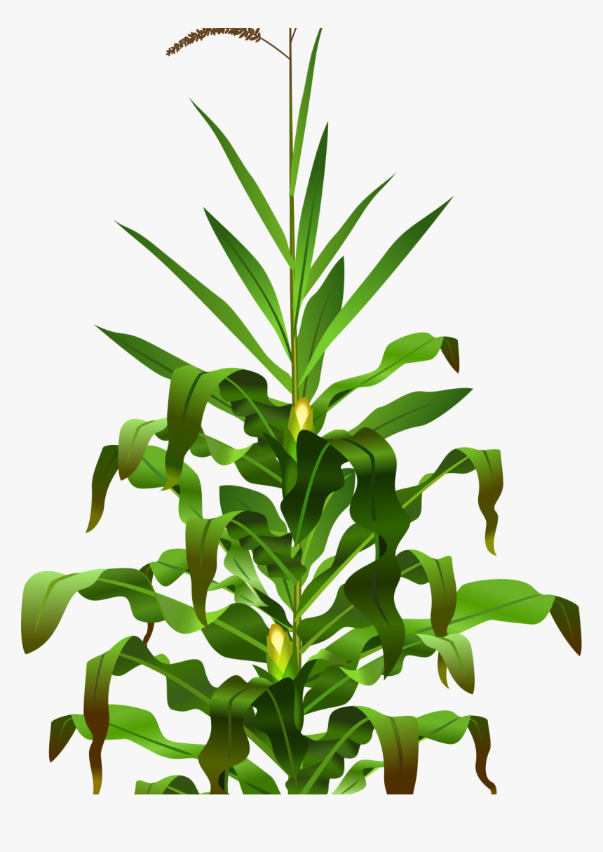 Popcorn Maize Sorghum Clip Art - Corn Plant Png, Transparent Png ...