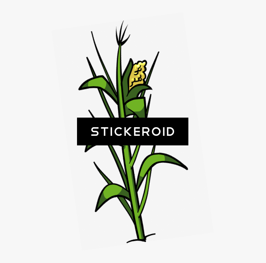 Transparent Corn Stalk Bundle Clipart - Clip Art, HD Png Download ...