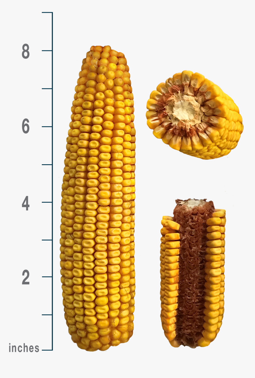 Corn Kernels, HD Png Download , Transparent Png Image - PNGitem