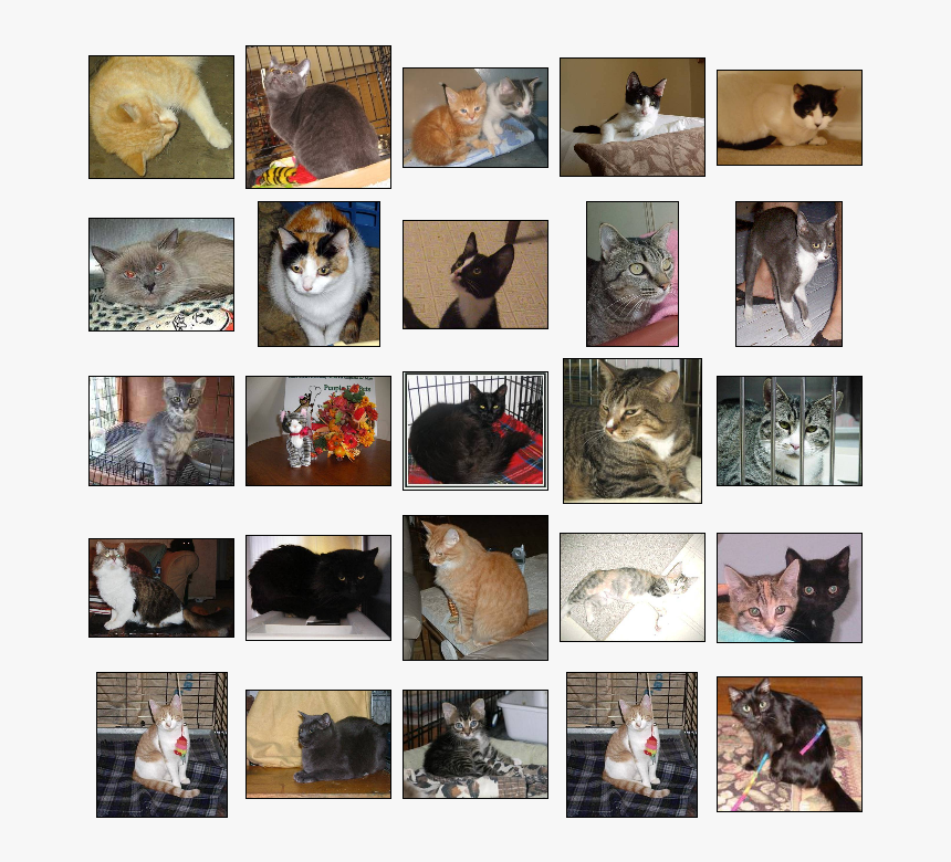 Download - Machine Learning Cats Train And Test, HD Png Download ...
