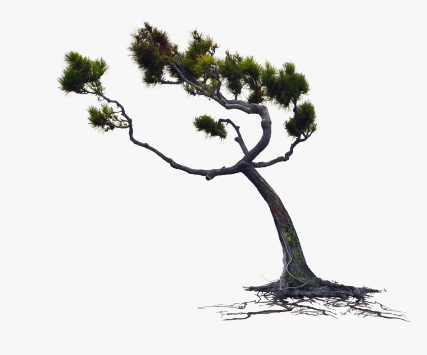 Blowing Wind Png , Png Download - Tree Blowing In The Wind Png ...