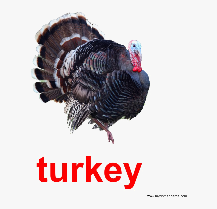 Turkey Bird Transparent Image - Real Picture Of A Turkey, HD Png ...