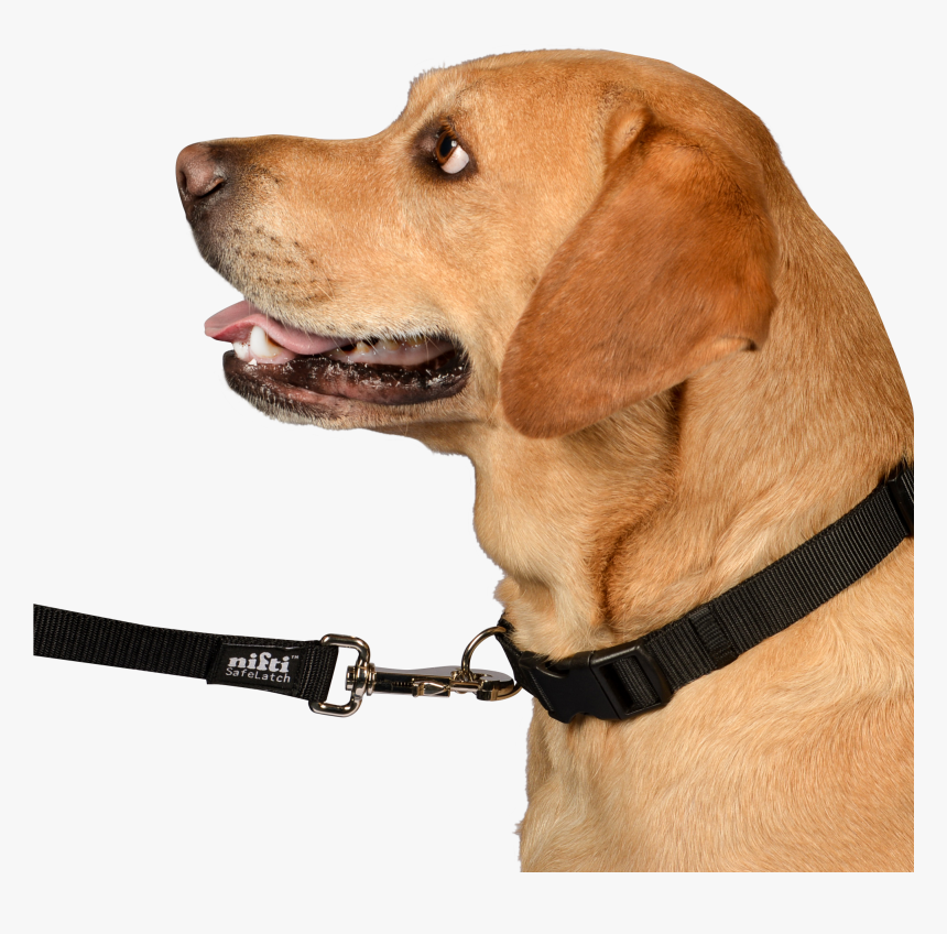 Companion Dog, HD Png Download , Transparent Png Image - PNGitem