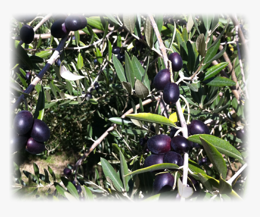 Download Berry Full Size - Berry, HD Png Download , Transparent Png ...