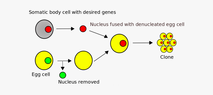 Somatic Cell Nuclear Transfer, HD Png Download , Transparent Png Image ...