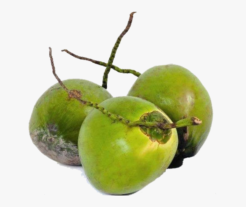 Coconut Tender, HD Png Download , Transparent Png Image - PNGitem