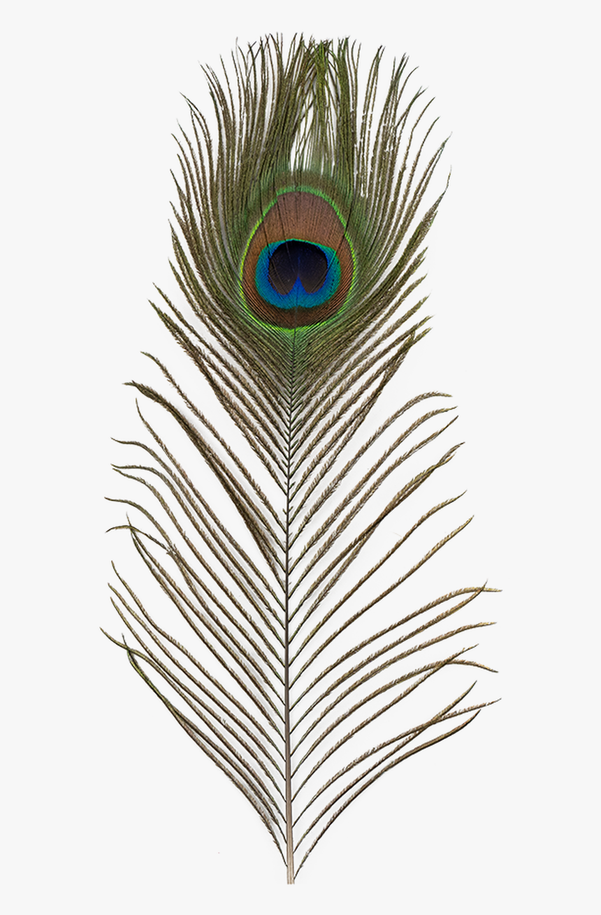 Ef-018 Peacock Feather - Feather, HD Png Download , Transparent Png ...