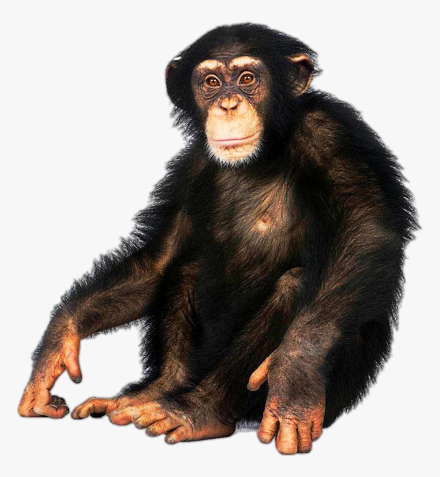 Mammal,vertebrate,common Chimpanzee,primate,old World - Chimpanzee With ...