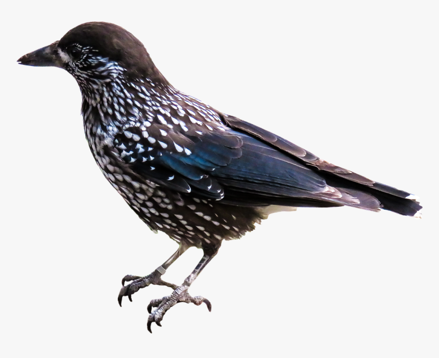 Starling Png, Transparent Png , Transparent Png Image - PNGitem