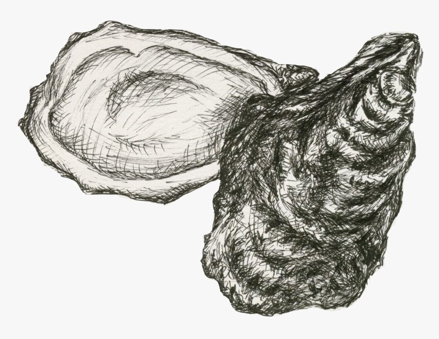Oyster Shell Illustration