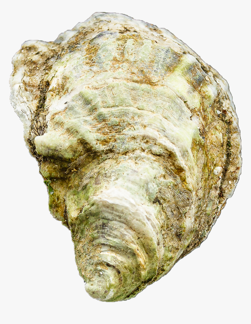 Shell, HD Png Download , Transparent Png Image - PNGitem