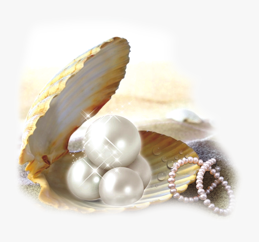 Oyster Pearl Png - Shell With Pearl Png, Transparent Png , Transparent ...