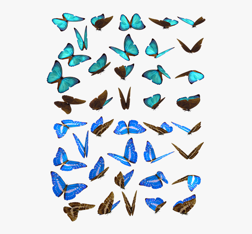 Butterfly, Butterflies, Swarm, Insect, Iridescent, - Butterflies Swarm ...