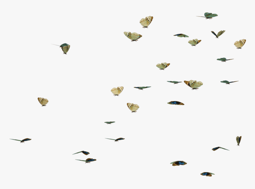 Swarm Of Bees Png - Butterfly Swarm Png, Transparent Png , Transparent ...