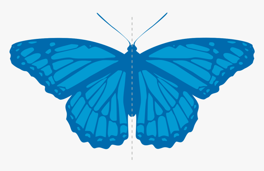 Bilateral Symmetry, HD Png Download , Transparent Png Image - PNGitem