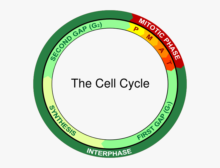 Prophase Of Mitosis, HD Png Download , Transparent Png Image - PNGitem