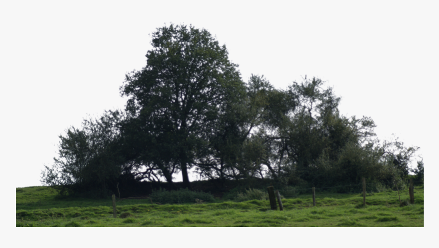 Group Of Trees Png - Tree Group Png, Transparent Png , Transparent Png ...