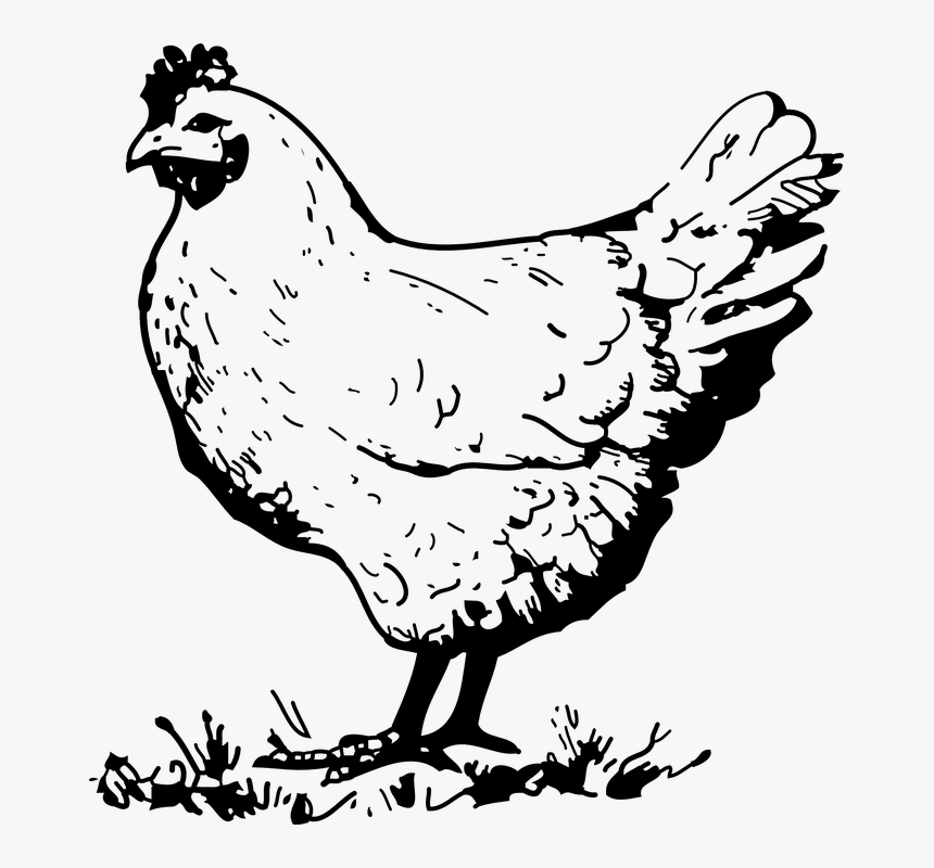 Black And White Chicken Clip Art, HD Png Download , Transparent Png ...