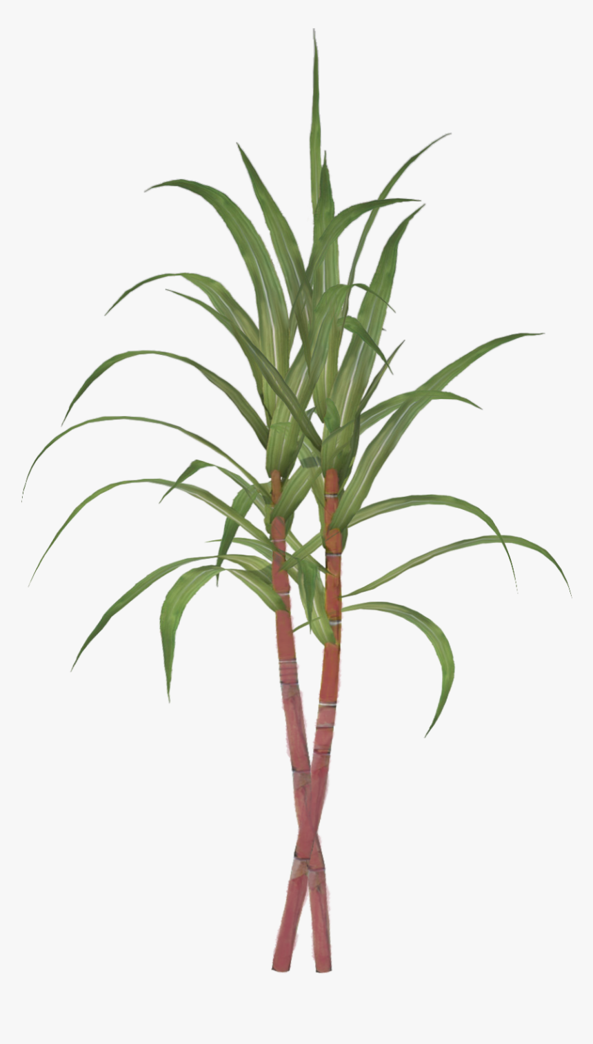 Illustration Sugar Cane Png, Transparent Png , Transparent Png Image ...