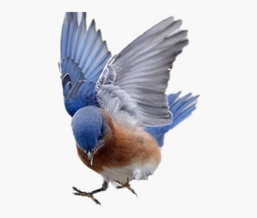261055341007212 - Two Flying Birds Png, Transparent Png , Transparent ...