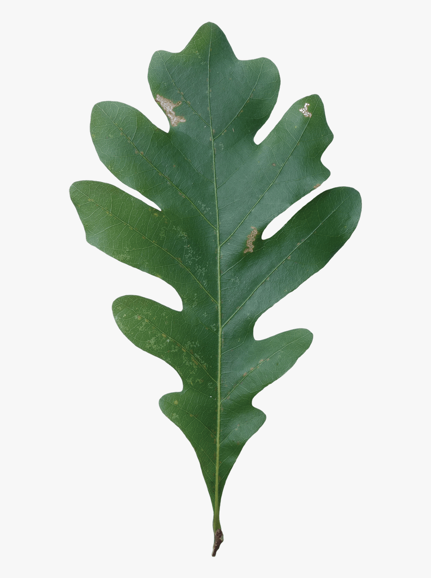 Acorn Leaf Png - Quercus Alba White Oak Leaf, Transparent Png ...