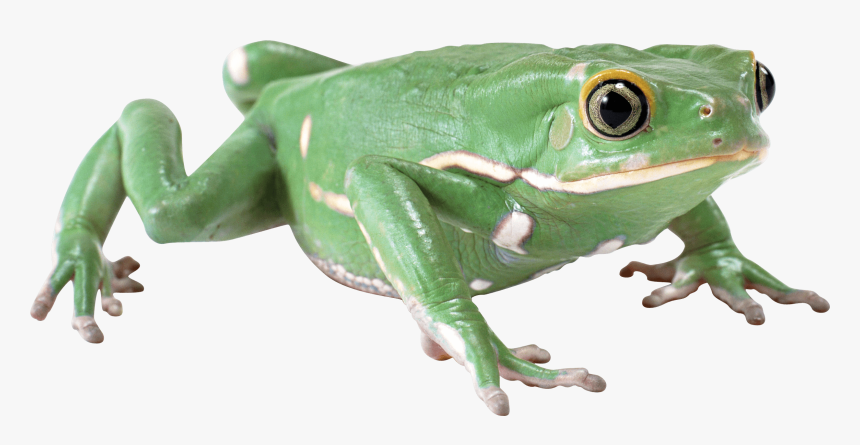 Almost Flat Frog - Frog With No Background, HD Png Download ...