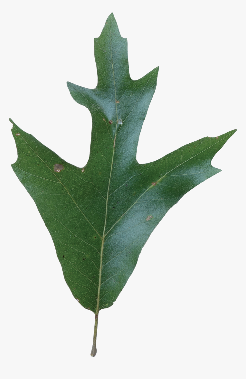 Southern Red Oak Tree Leaves, HD Png Download , Transparent Png Image ...
