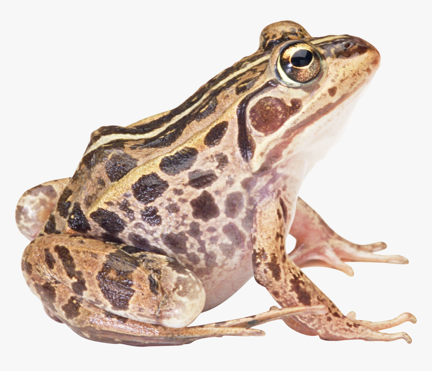 Frog Png, Transparent Png , Transparent Png Image - PNGitem