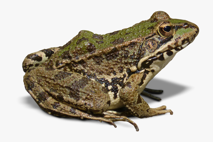 Download Frog Png Transparent Images Transparent Backgrounds - Frog Png ...