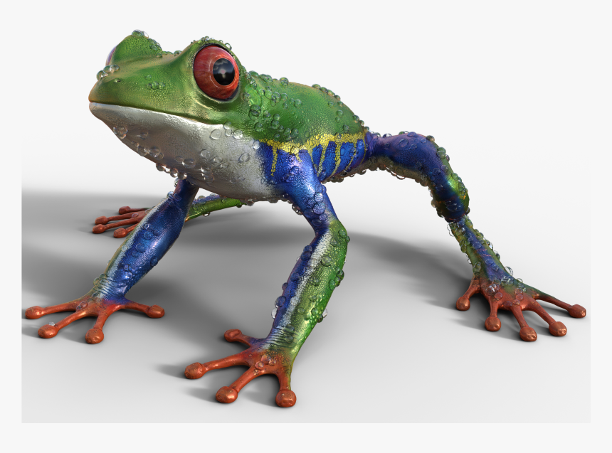 Transparent Frog Life Cycle Clipart - Exostic Frog, HD Png Download ...