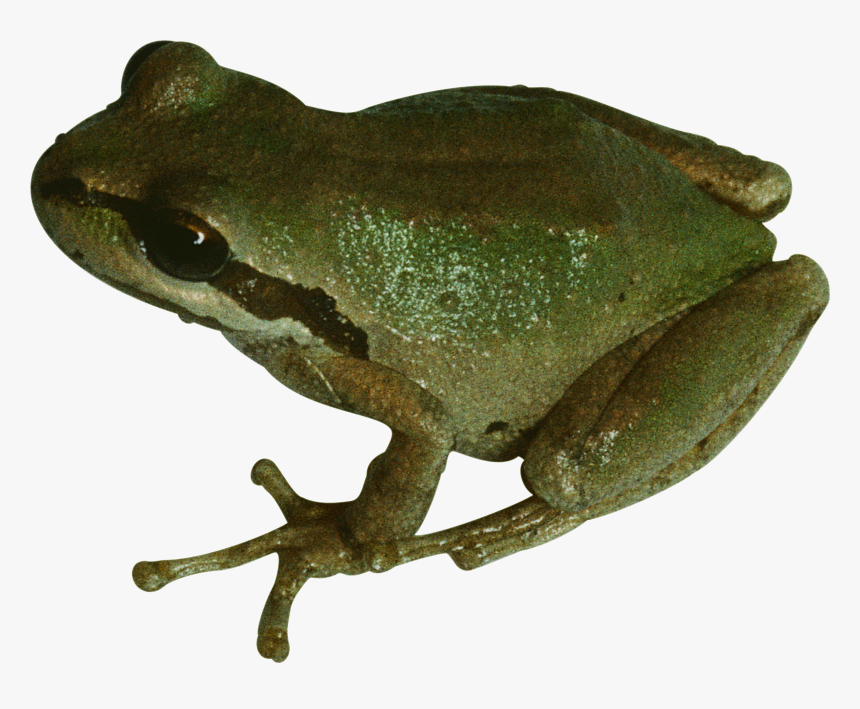 Pet Frog Transparent, HD Png Download , Transparent Png Image - PNGitem