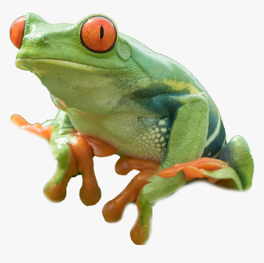 Red Eyed Tree Frog Png , Png Download, Transparent Png , Transparent ...